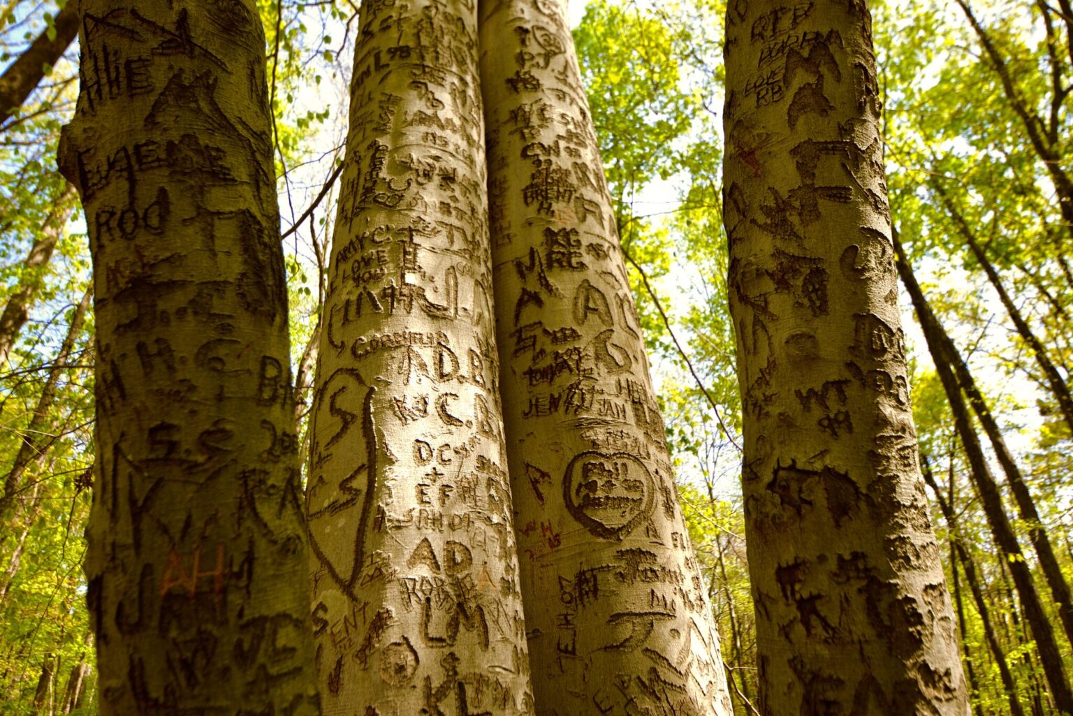 Acceptance Is The First Step: Understanding the 12 Traditions of AA ...